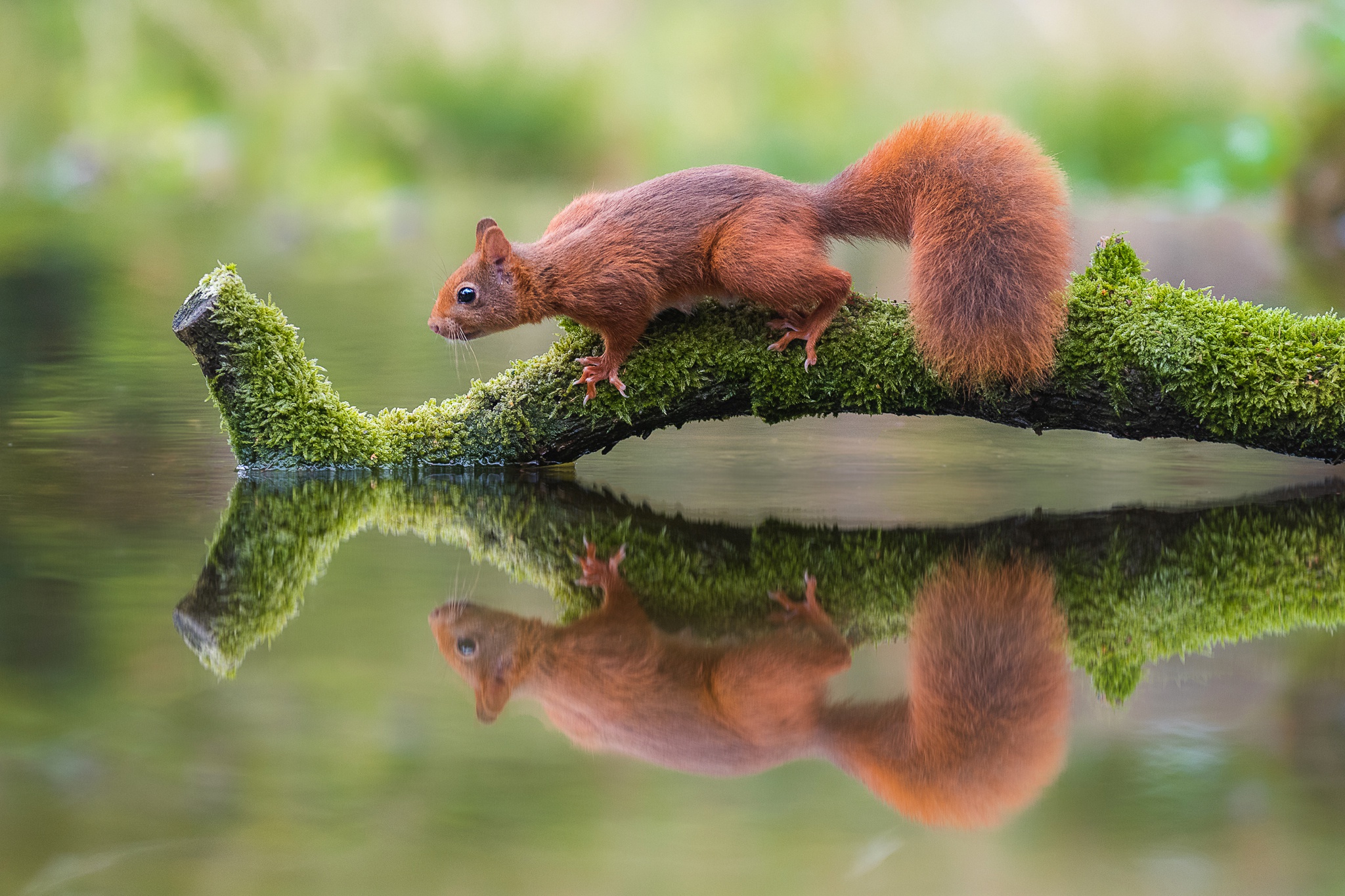 Animals Squirrel Wallpapers Hd