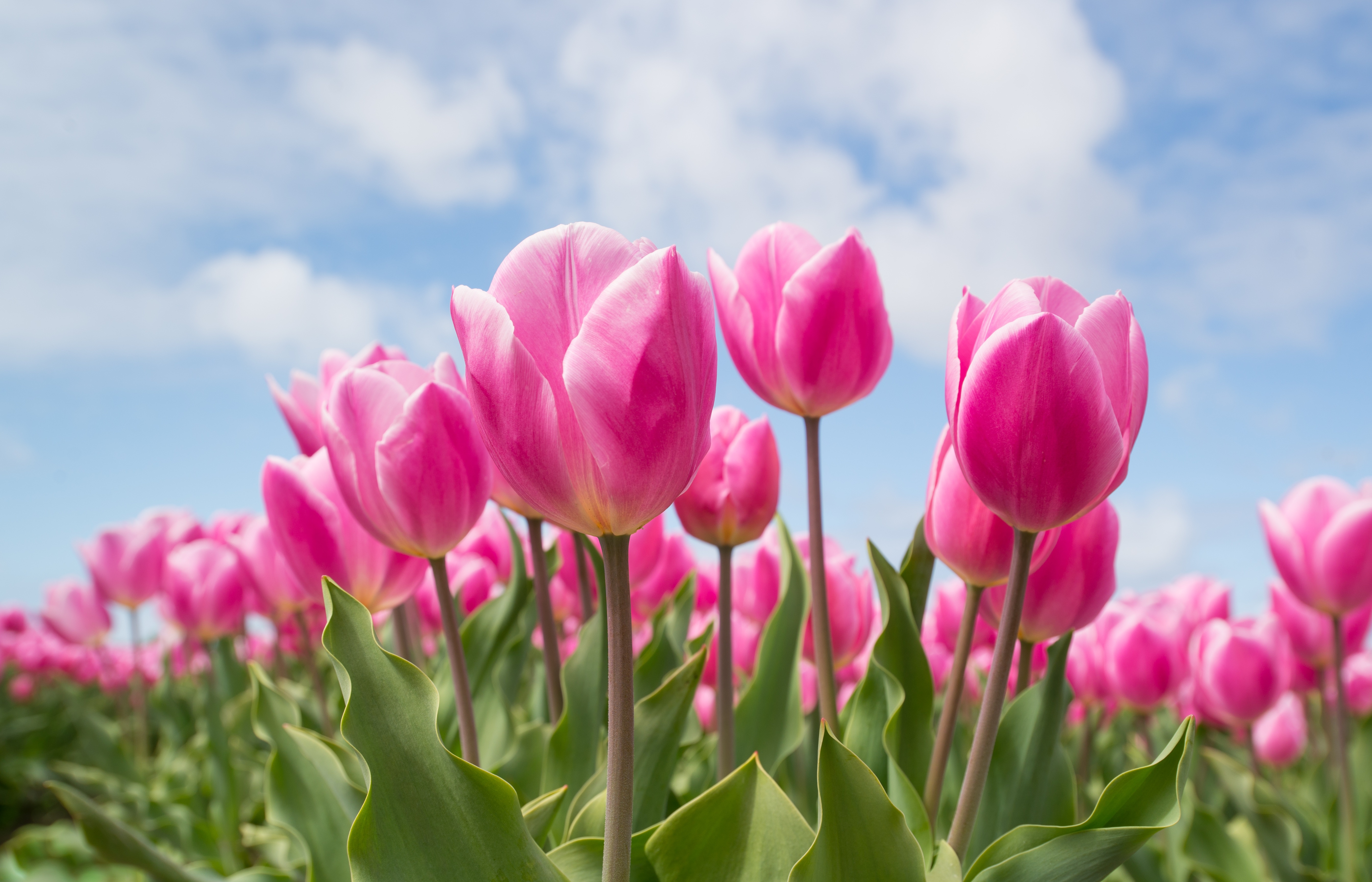 Download Pink Flower Flower Nature Tulip 4k Ultra HD Wallpaper