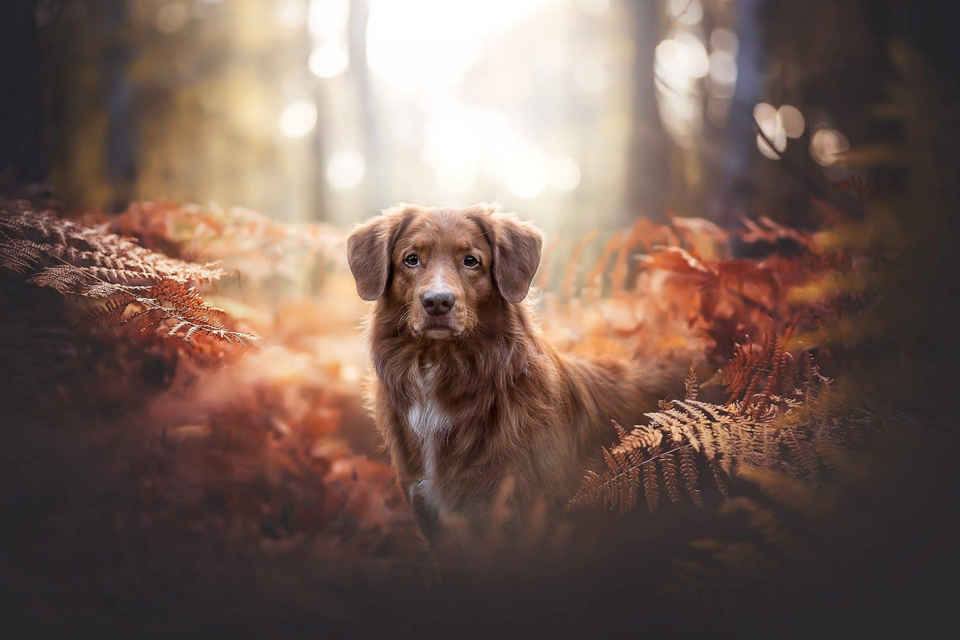 Download Fall Stare Dog Animal Nova Scotia Duck Tolling Retriever HD ...
