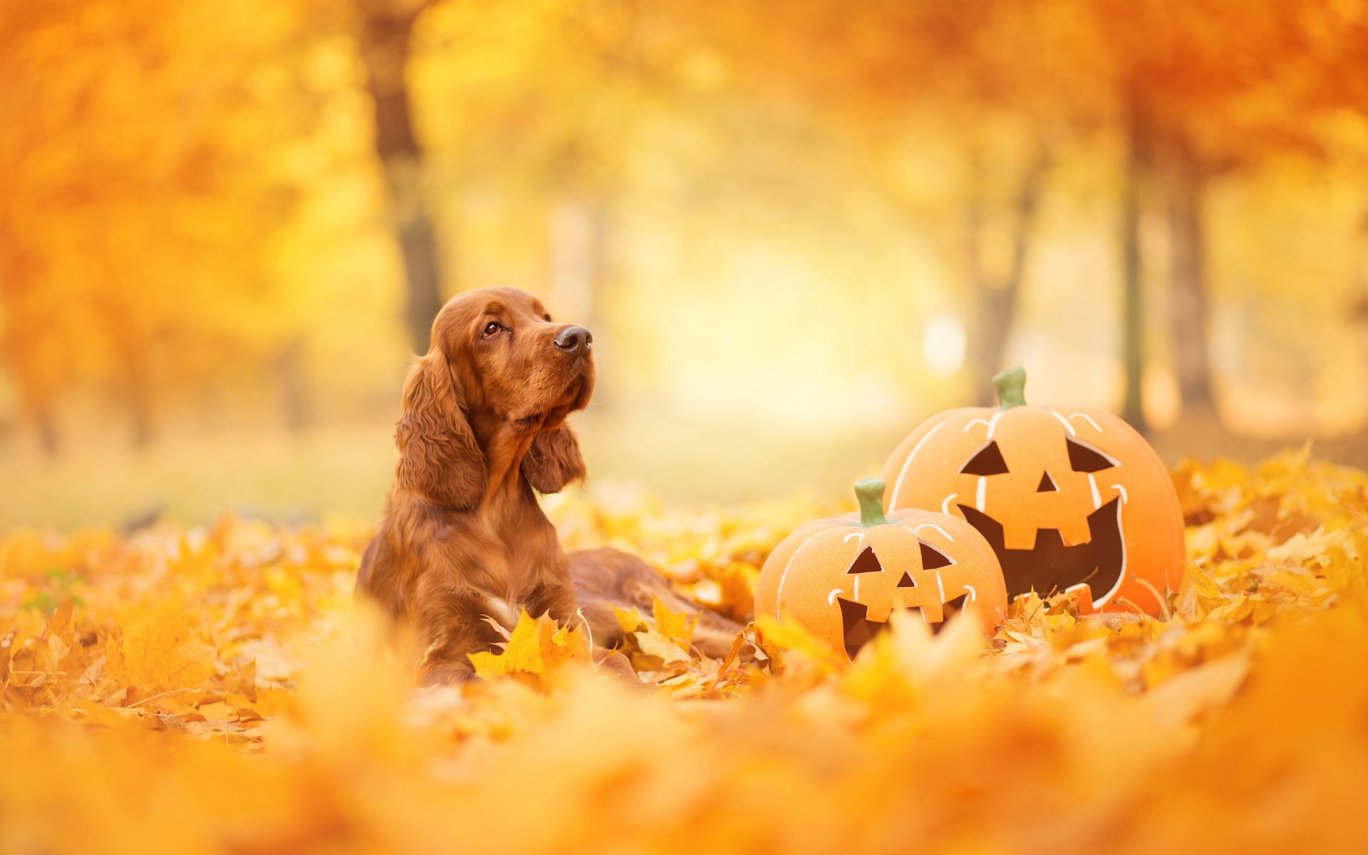 Autumn Cocker Spaniel HD Wallpaper with Halloween Pumpkins