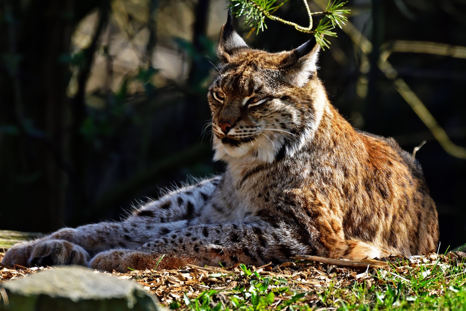 Majestic Lynx in HD: Wild Nature's Silent Predator | 2880x1920 ...