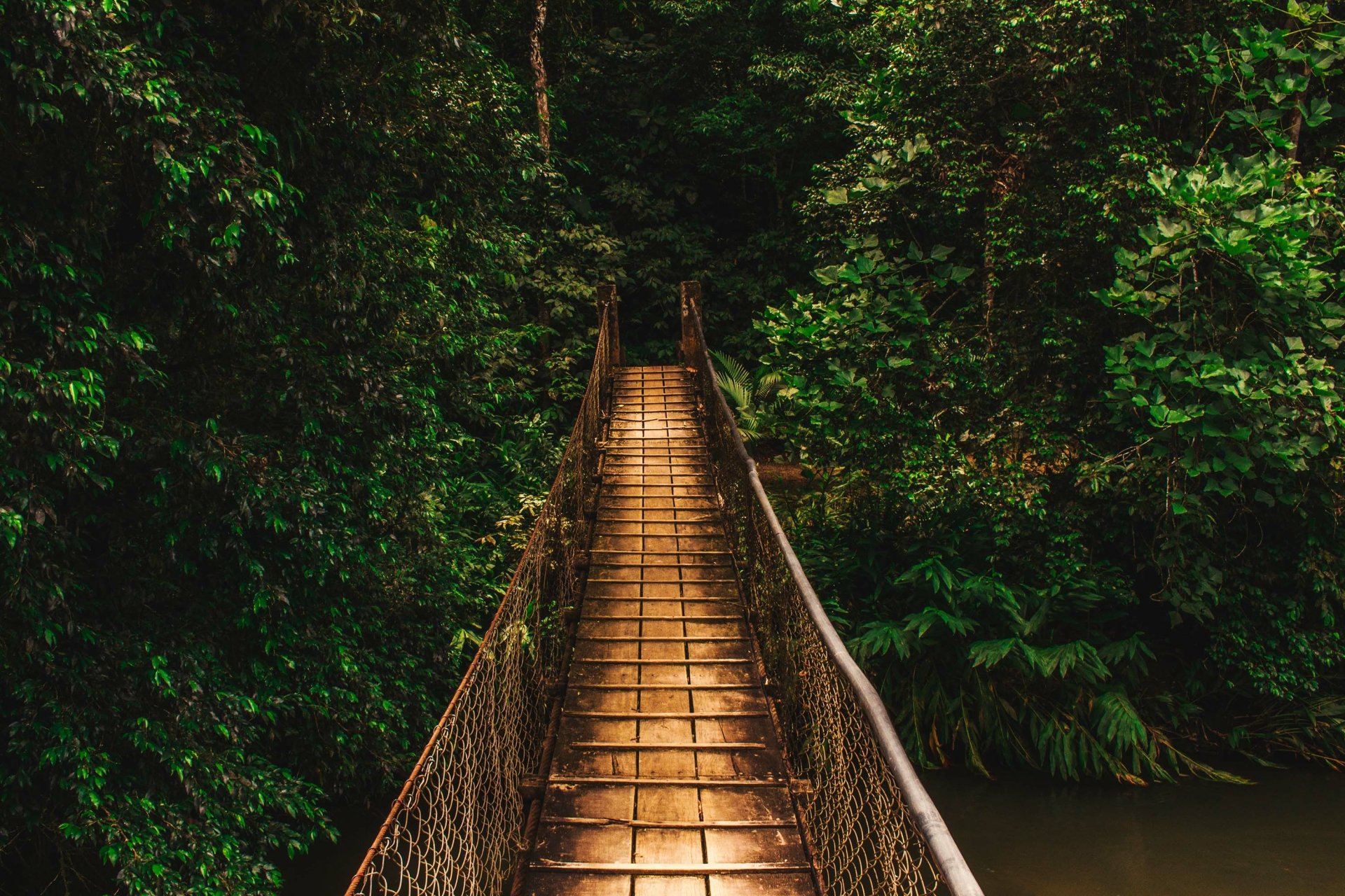 HD Wooden Jungle Bridge: Man-Made Path Through Lush Forest | 3000x2000 ...