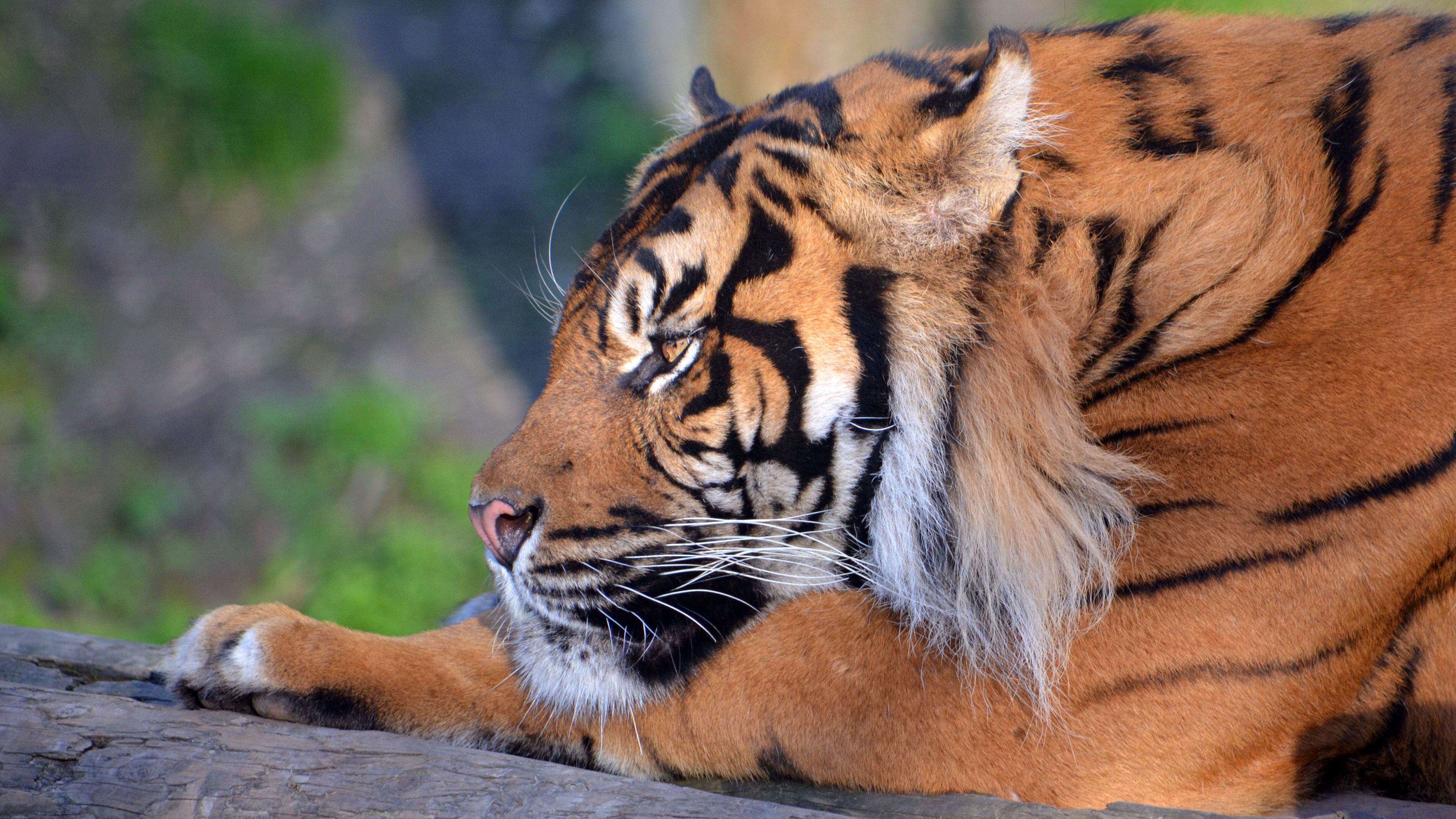 Download Animal Tiger 4k Ultra HD Wallpaper