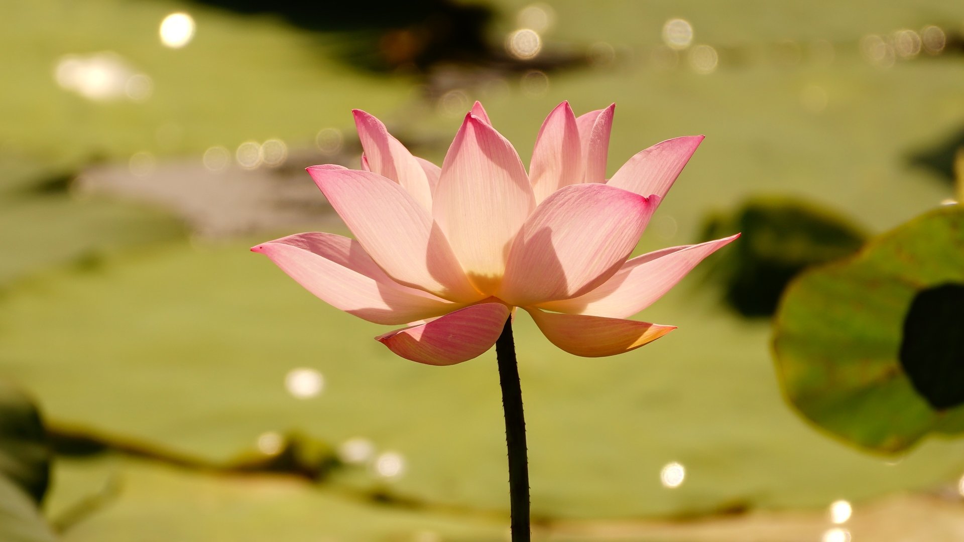 Download Close-up Pink Flower Flower Nature Lotus 4k Ultra HD Wallpaper