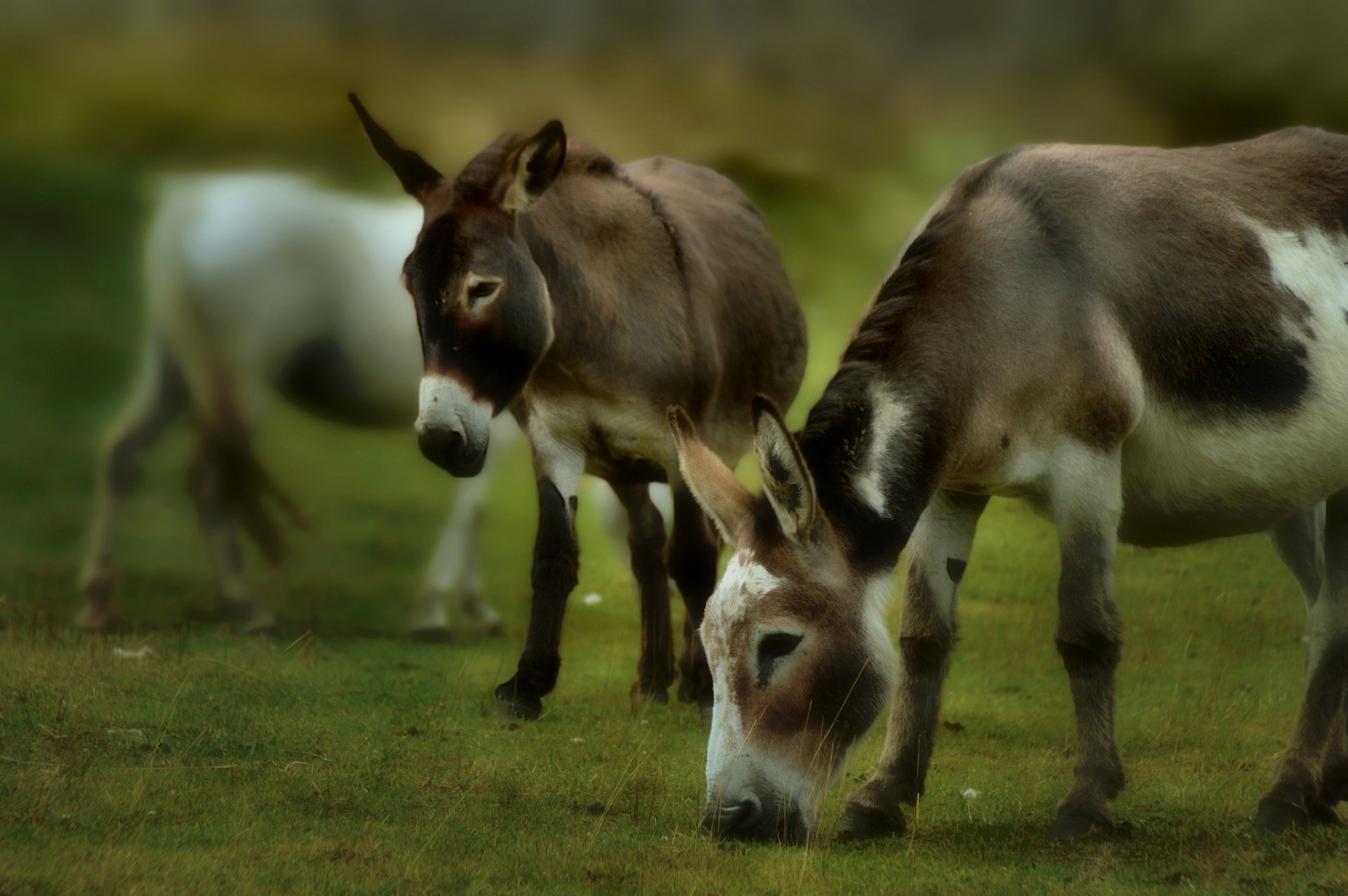 Download Baby Animal Animal Donkey HD Wallpaper