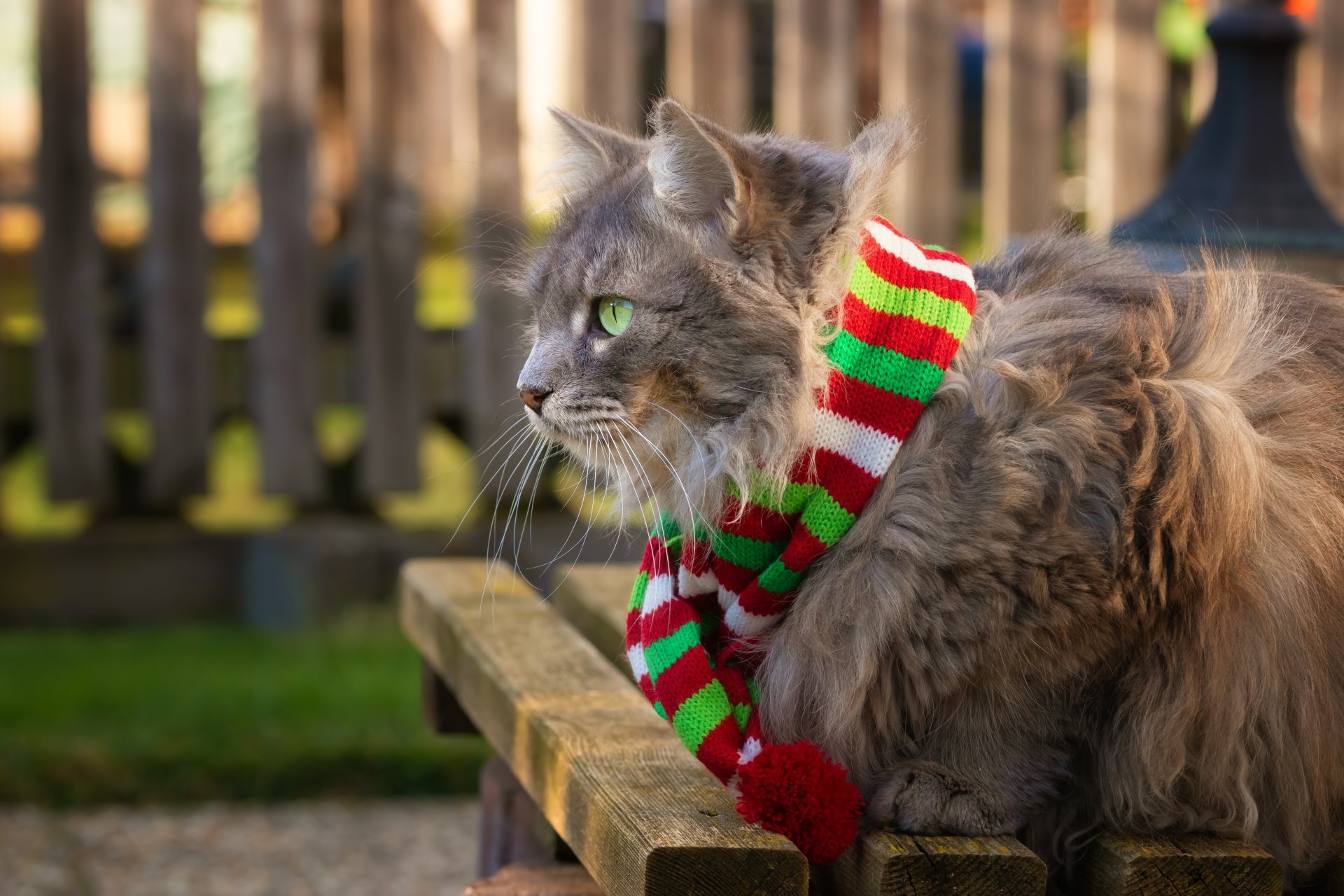 Majestic Cat in Cozy Scarf | 4K Ultra HD Animal Wallpaper | 6000x4000 ...