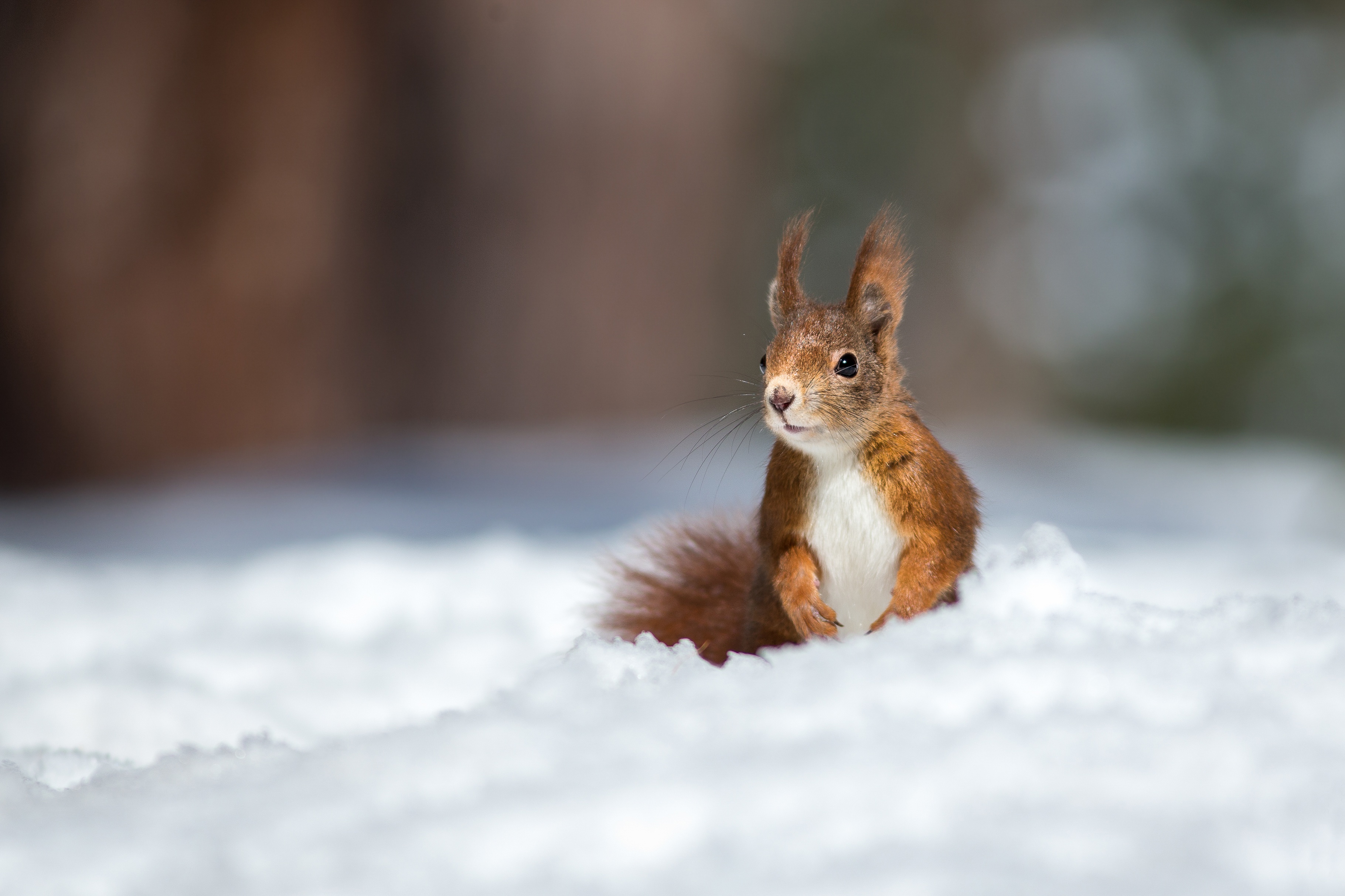 Download Snow Rodent Animal Squirrel HD Wallpaper