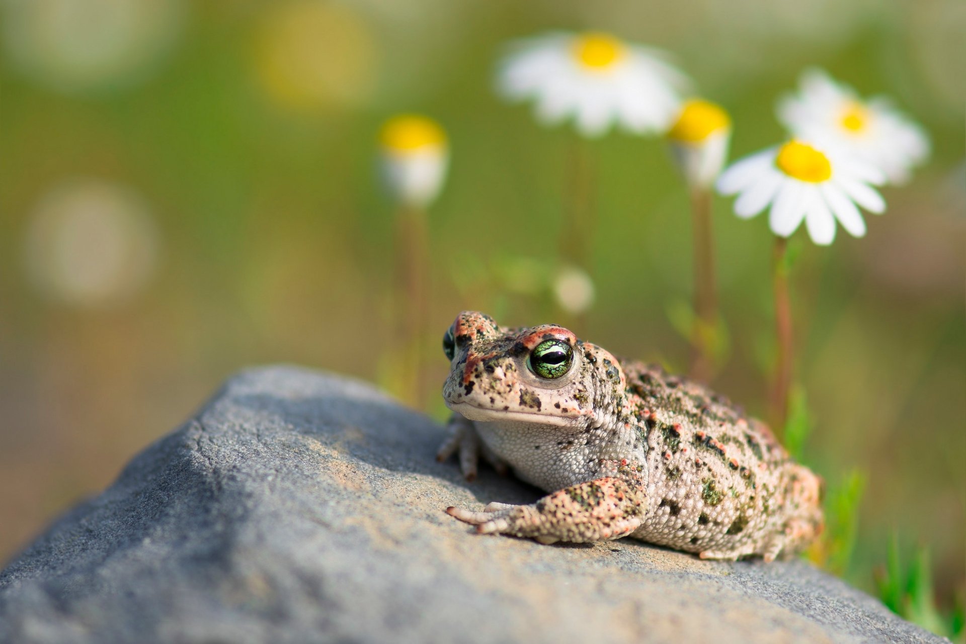 Download Amphibian Animal Toad HD Wallpaper