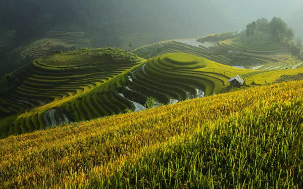 Serene Man-Made Farm: Lush Green Rice Terrace HD Wallpaper