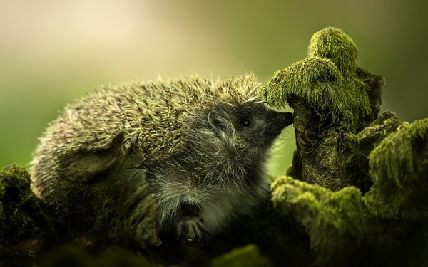 Hedgehog HD Wallpaper | Background Image | 1920x1200 | ID:369367 ...