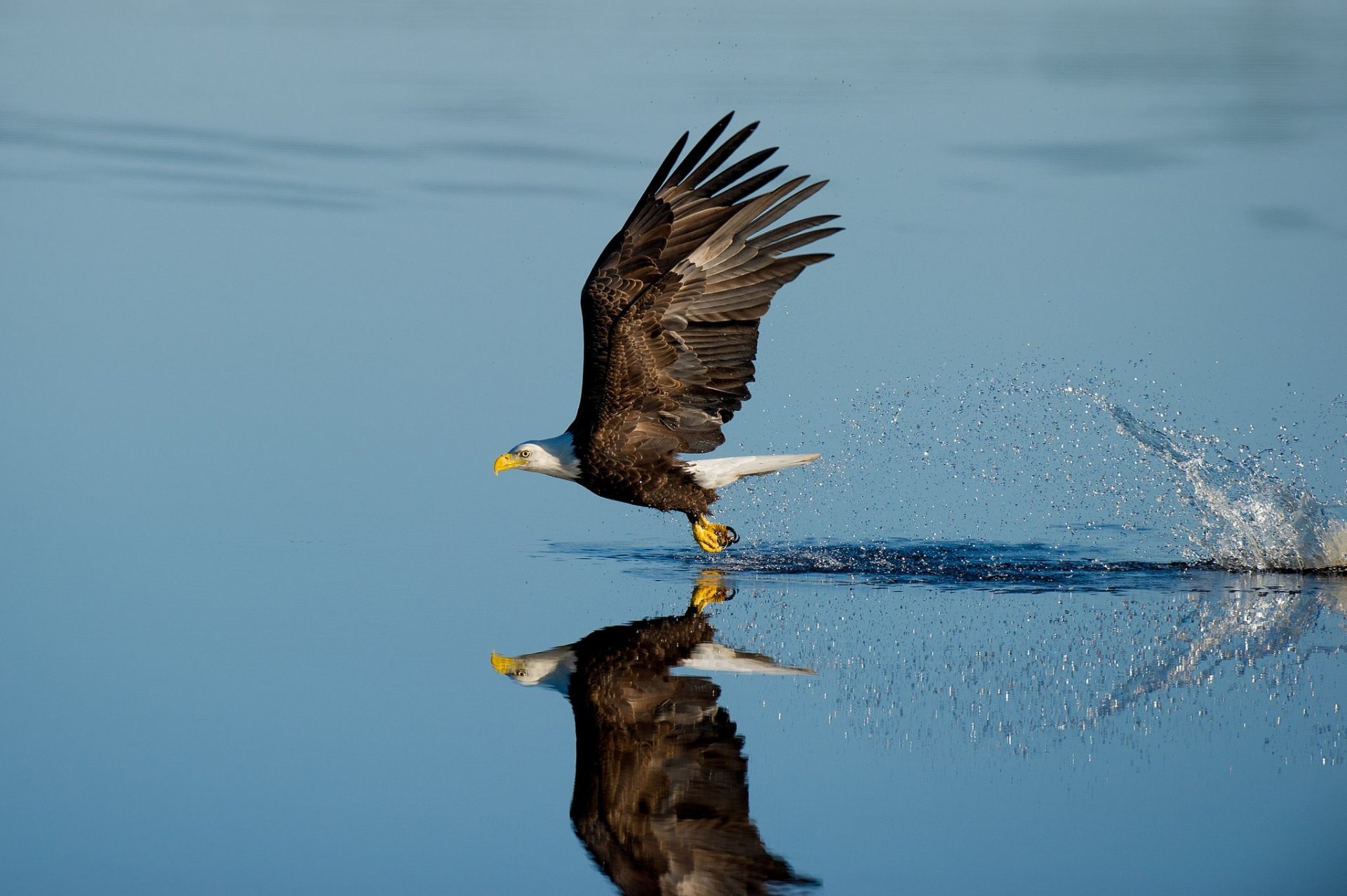 Majestic Bald Eagle Splashing Across Crystal Waters – HD Wildlife ...