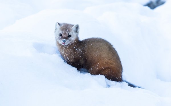 American Marten in the Snow HD Wallpaper | Background Image | 2048x1365 ...