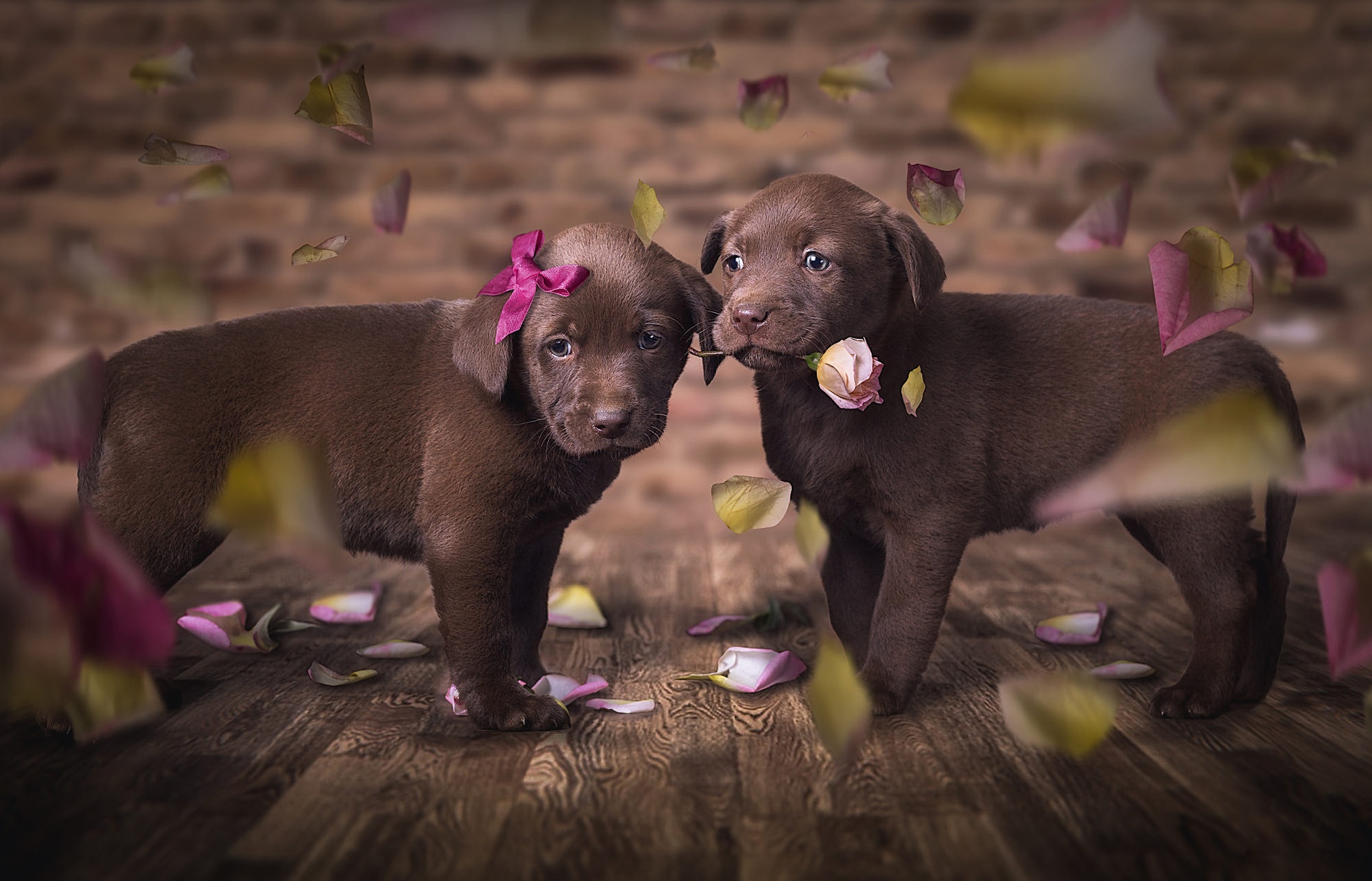 Download Puppy Baby Animal Dog Animal Labrador Retriever HD Wallpaper