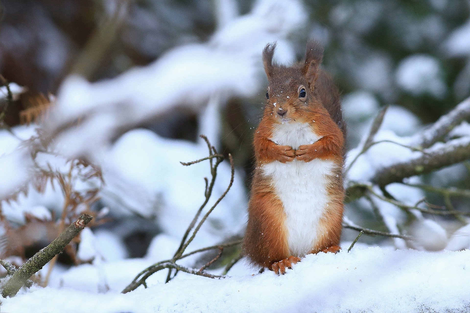 Download Rodent Animal Squirrel HD Wallpaper