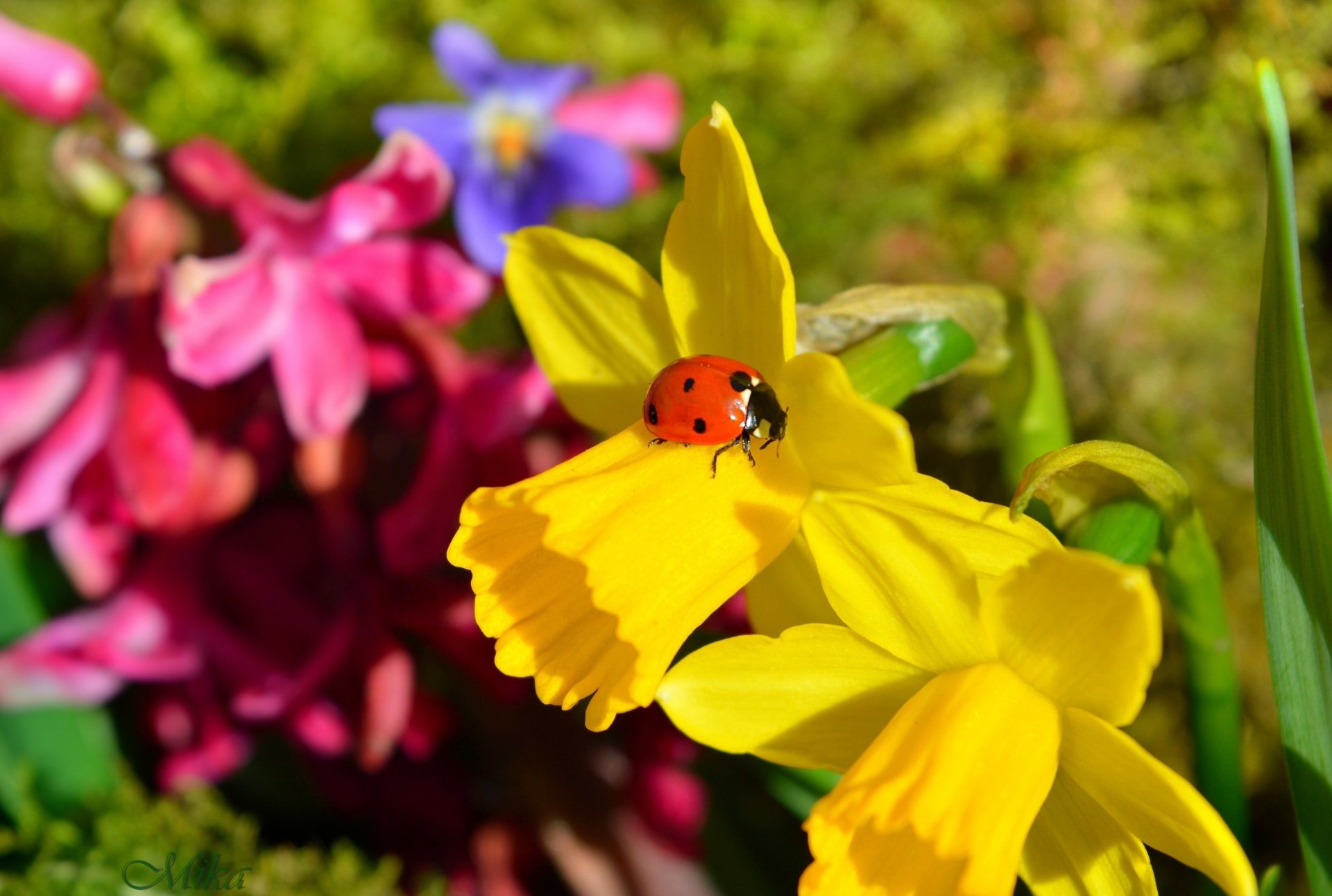 Download Daffodil Flower Macro Insect Animal Ladybug HD Wallpaper ...