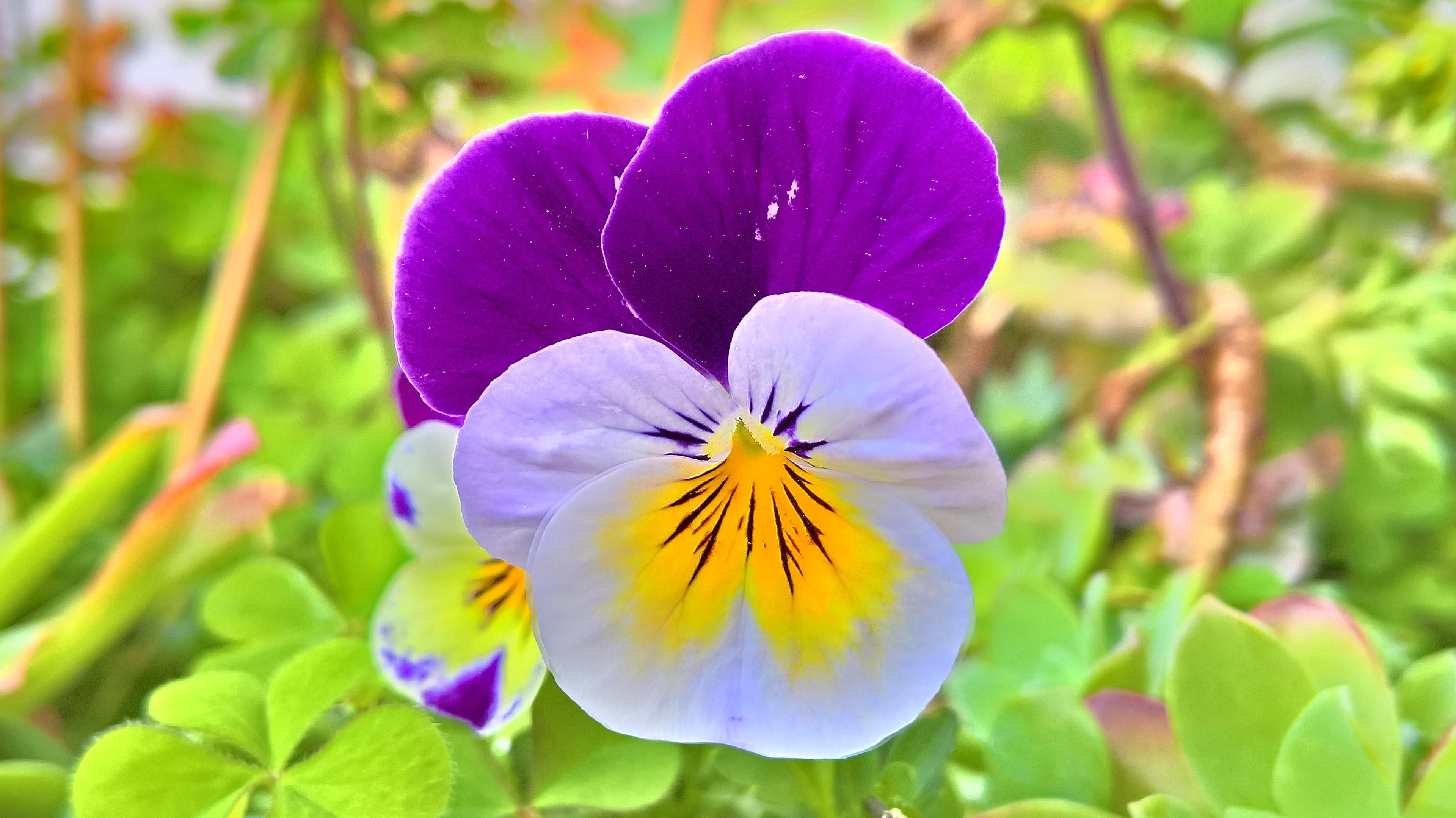 Pansy 4k Ultra HD Wallpaper